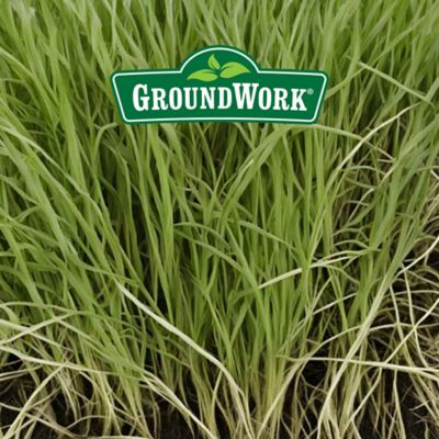 GroundWork 25 lb. 43,560 sq. ft. Equine Forage Mix Grass Seed, South at ...